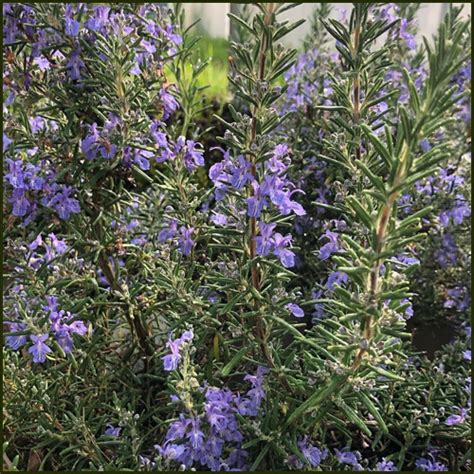 Rosemary Blue Lagoon Salvia Rosmarinus Norfolk Herbs