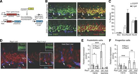 conditional ablation of rac1 in postmitotic neurons of the dg a