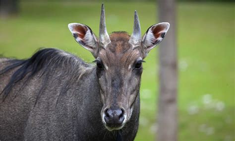 Nilgai Antelope
