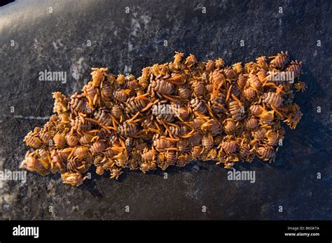 Sea Lice Colony Feeding On The Skin Of A Dead Bowhead Whale Balaena Mysticetus Chukchi Sea Stock