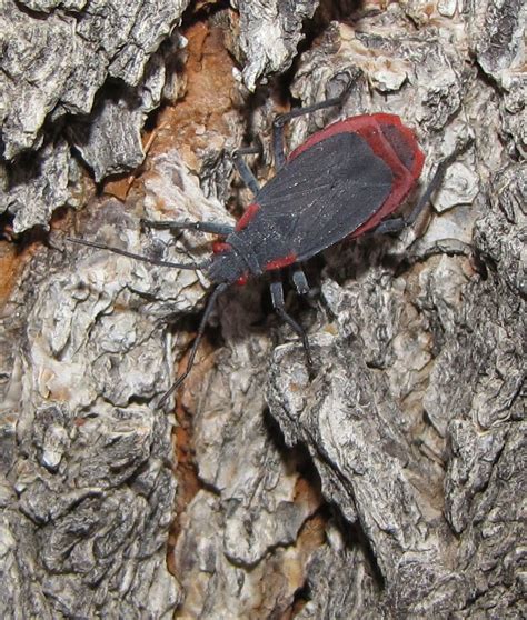 Bug Eric Red Shouldered Bug