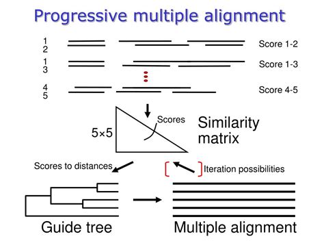Ppt Multiple Sequence Alignment Ii Powerpoint Presentation Free