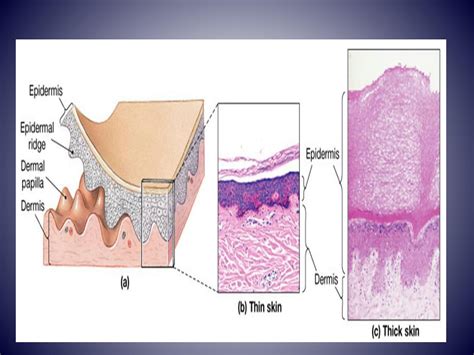 Solution Skin Histology Studypool