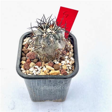 Copiapoa Marginata Cactus And Other Succulent Plants Online