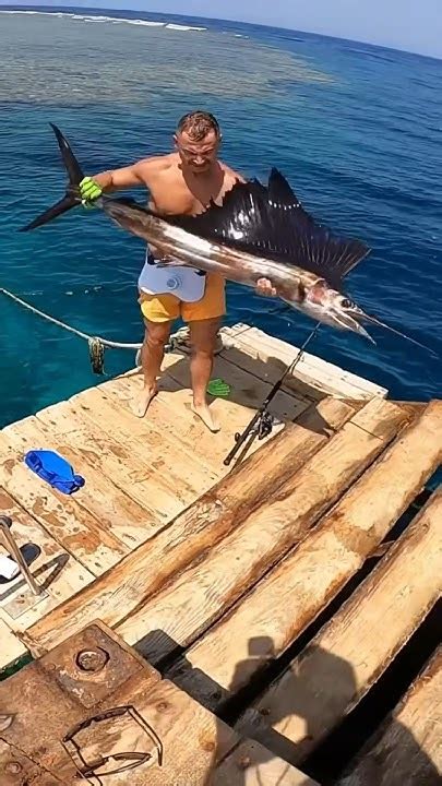 Поймал парусника с Берега 🤯🤯🤯 Полное видео на канале #fishing - YouTube
