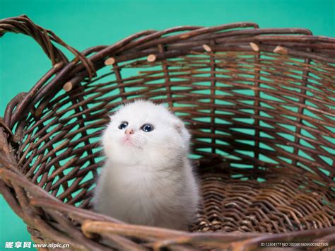 小猫摄影图 家禽家畜 生物世界 摄影图库 昵图网