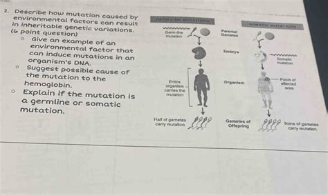 Solved 2 Describe How Mutation Caused By Germ·line Mutations Somátic Mutations Environmental