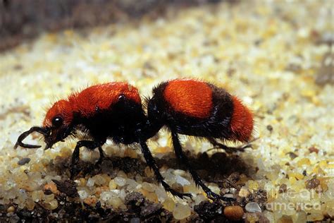 A Velvet Ant Stares With A Gazing Eye Photograph By Wernher Krutein