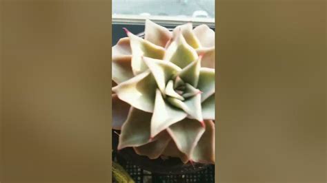 다육이 꽃별 파이어필라 라테일 베션 나탈리나 Youtube