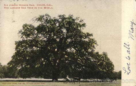 Sir Joseph Hooker Oak The Largest Oak Tree In The World Chico Ca Postcard