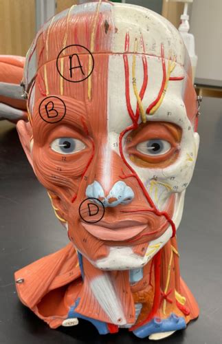 Bio107 Lab Practical 2 Flashcards Quizlet