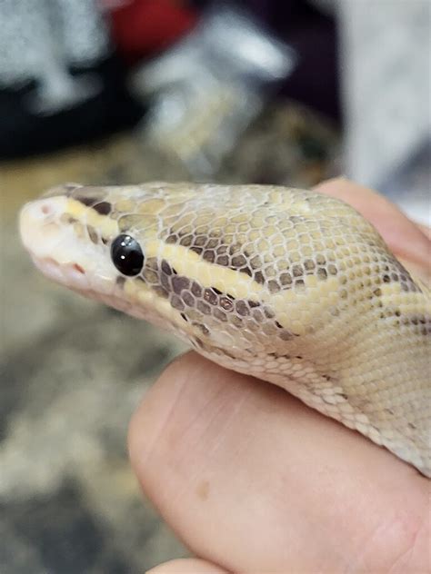 Morph Identification S Ball Pythons Morphmarket Reptile Community