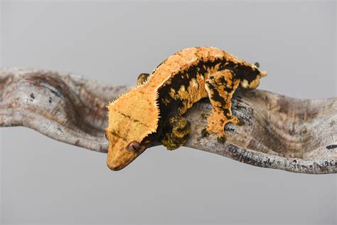 Halloween Extreme Harlequin Crested Gecko Index