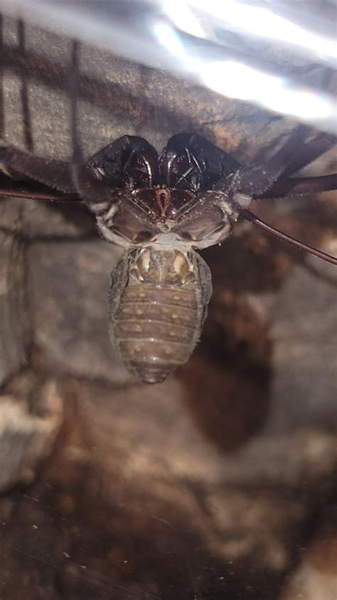 Anyone Able To Sex My P Whitei From This Molt R Arachnids