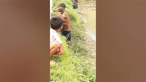 বোয়াল মাছ দেশি মাছ Youtube