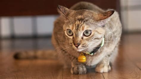 Decoding Common Cat Behavior: Insights into Feline Actions and Their ...