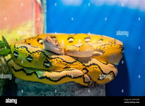 The Reticulated Python Malayopython Reticulatus Is A Species Of Snake