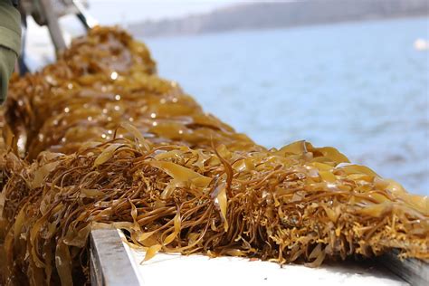 Seaweed Seafood For The Future Aquarium Of The Pacific
