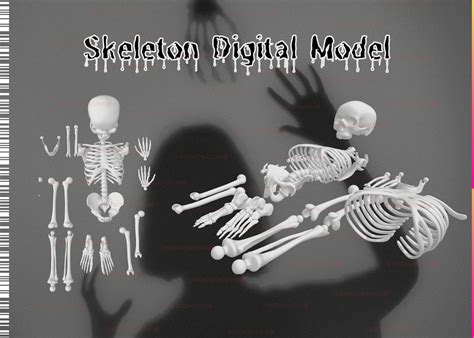 Skeleton Human Stl 3d Model Print Digital File Etsy