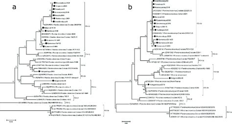 Phylogenetic Trees Of Complete Genome Nucleotide Sequences A And Orf2 Download Scientific