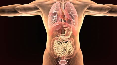 인간의 소화 시스템 Xray에서의 남성 해부학입니다 3d 렌더링 0명에 대한 스톡 사진 및 기타 이미지 0명 3차원 형태 건강관리와 의술 Istock