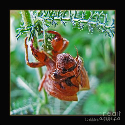 Cicada Bug Shell Photograph By Debbie Portwood Fine Art America