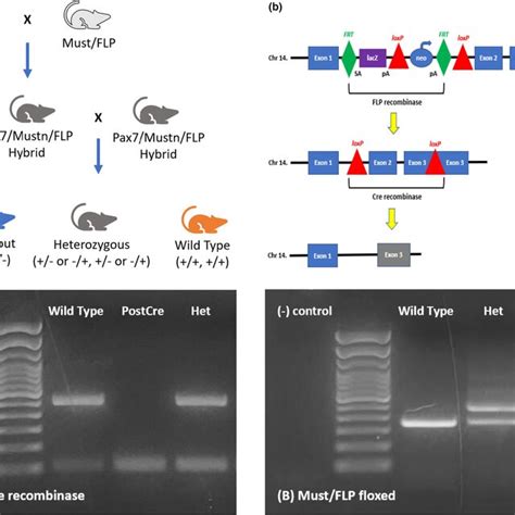 Effect Of Conditional Knockout Of Mustn1 In Skeletal Muscle Visual