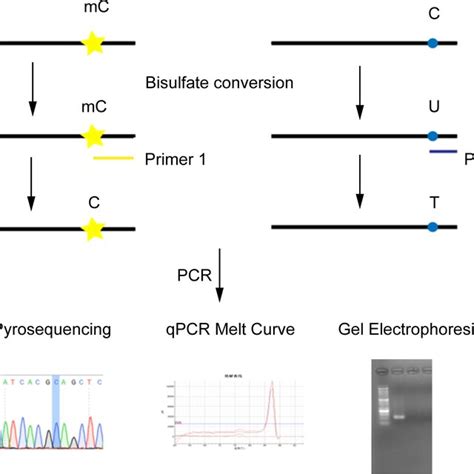 The Basic Workflow For Dna Methylation Analysis Download Scientific
