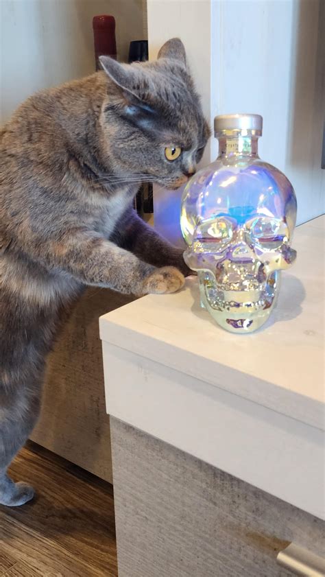 Plotting Evil R Cat