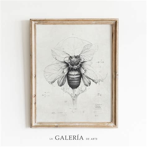 Bee Scientific Illustration