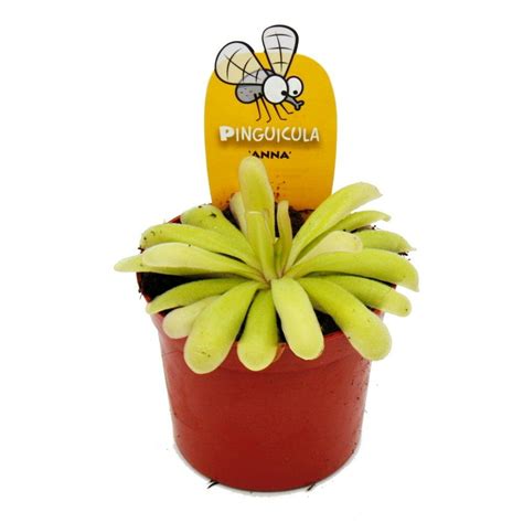 Plante Carnivore Pinguicula Anna Pot 9cm Truffaut