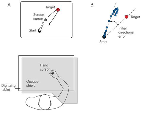 Motor Learning And Consolidation The Case Of Visuomotor Rotation Pmc