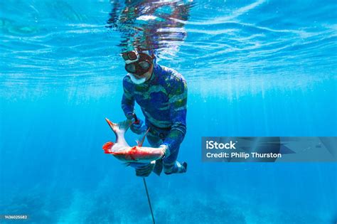 Spear Fisherman Exploring And Hunting For Tropical Fish In The Wide