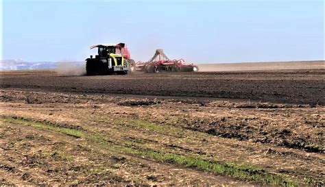 Сроки сева пшеницы сдвинулись в Казахстане Как это отразится на урожае АПК Новости
