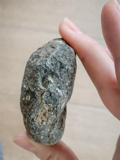 Help Me Identify These Seashell Fossils Found On The Sand In Bundoran