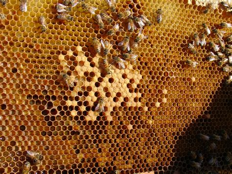 Real Beehive