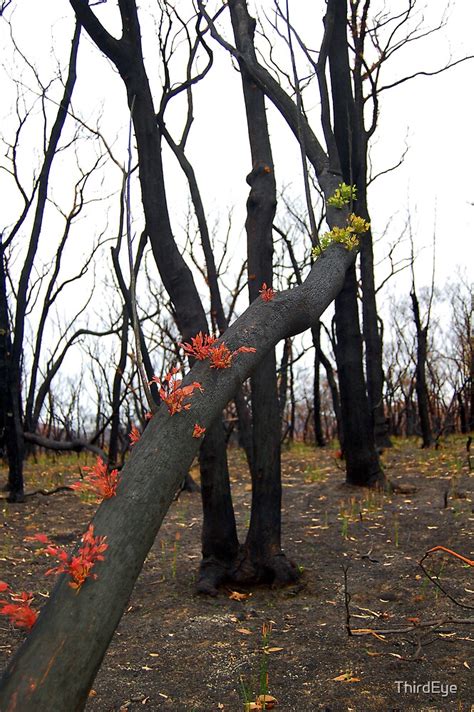 Epicormic Growth By Thirdeye Redbubble