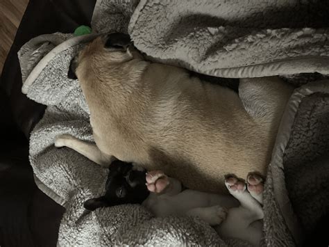 Mona Finally Letting Lil Tomasa Lay Next To Her 🤗 R Aww