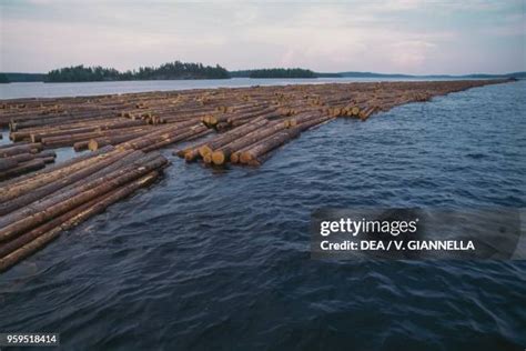 Floating Log Photos And Premium High Res Pictures Getty Images