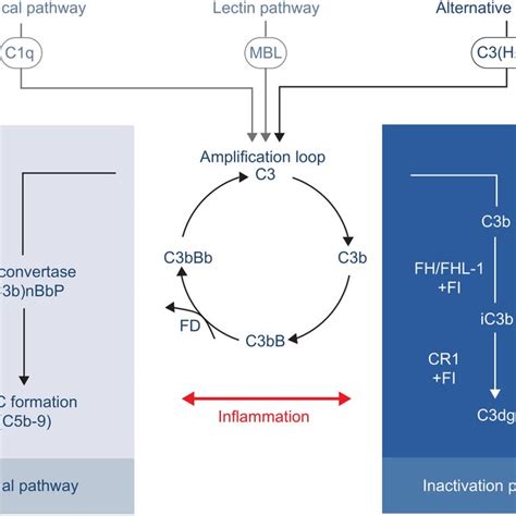 Complement Regulation In The Retina In The Healthy Retina Presence Of