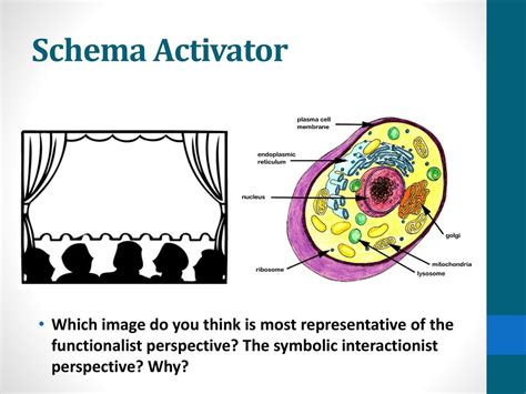 Schema Activator Which image do you think is most representative of the functionalist ...