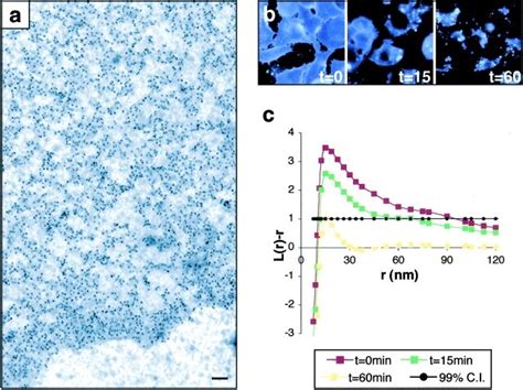 Visualizing Lipid Rafts Using Electron Microscopy And Spatial Point Download Scientific Diagram
