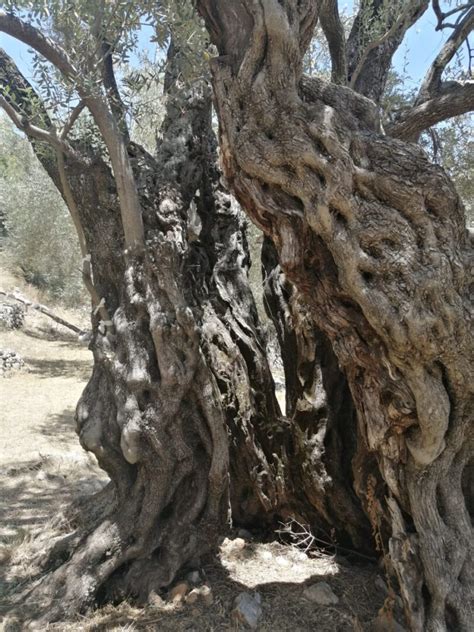 The Olive Grove Kawkaba Lebanon Tourism Guide