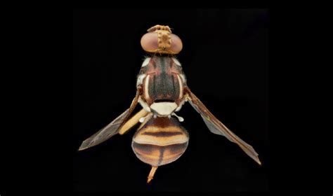 Invasive Oriental Fruit Fly Detected In San Bernardino County Triggers