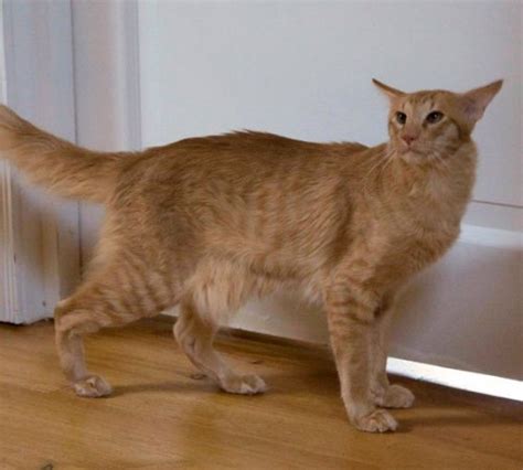 Cat Colours — Red Spotted Tabby