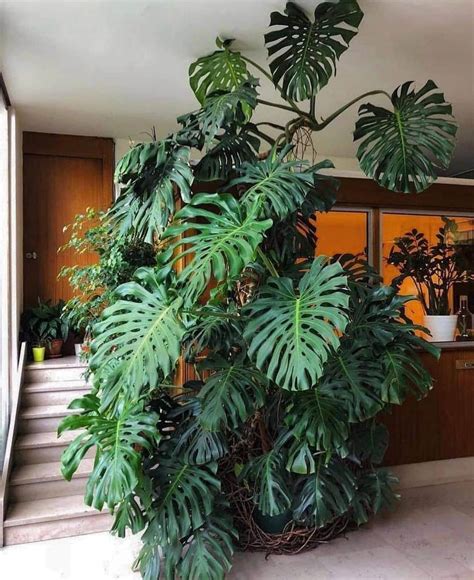 Giant Monstera Deliciosa Swiss Cheese Plant Ceriman Cutleaf Etsy
