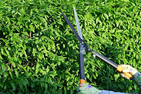 How To Prune Ligustrum Complete Guide Eureka Farms