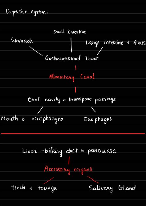Solution Stomach Duodenum Pancrease Studypool