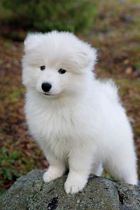 Cute Samoyed Puppies