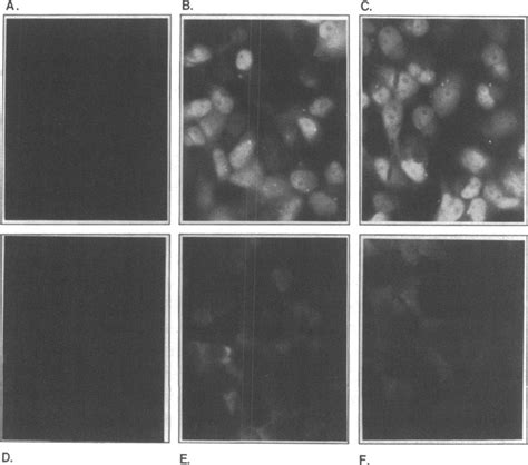Subcellular Localization Of P53 Proteins Encoded By P53 Recombinant Download Scientific Diagram